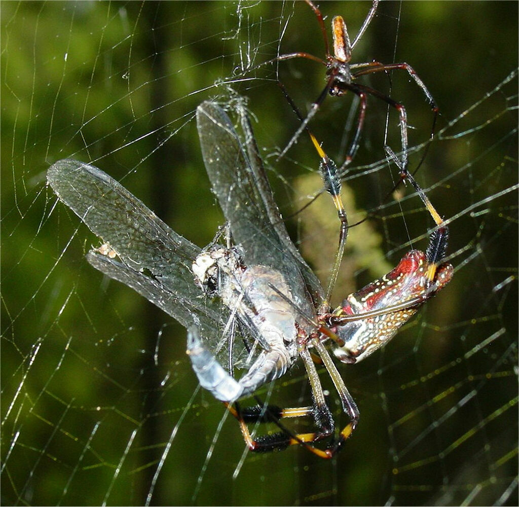 Golden Silk Spider from Corkscrew, FL, USA on May 18, 2003 at 05:05 PM by hr_dragonfly · iNaturalist
