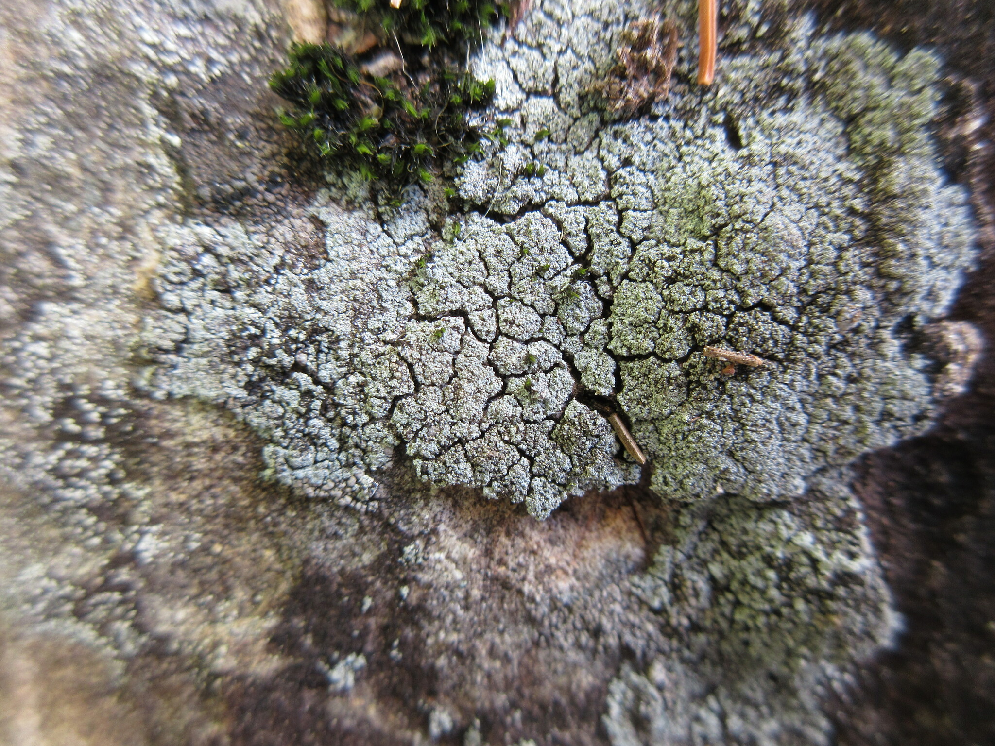 Lepraria neglecta (Nyl.) Erichsen, 1957