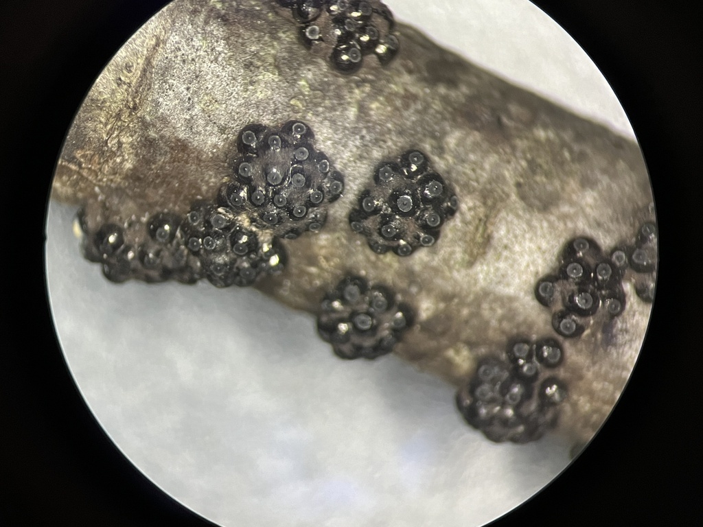 Annulohypoxylon annulatum from Rick Ridge Rd, Nashville, IN, US on ...