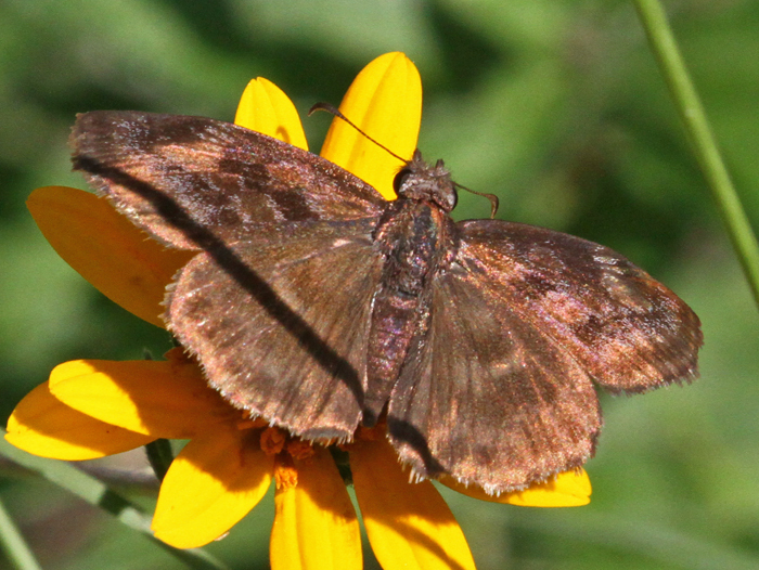 False Duskywing from Edwards County, TX, USA on October 01, 2022 at 04: ...