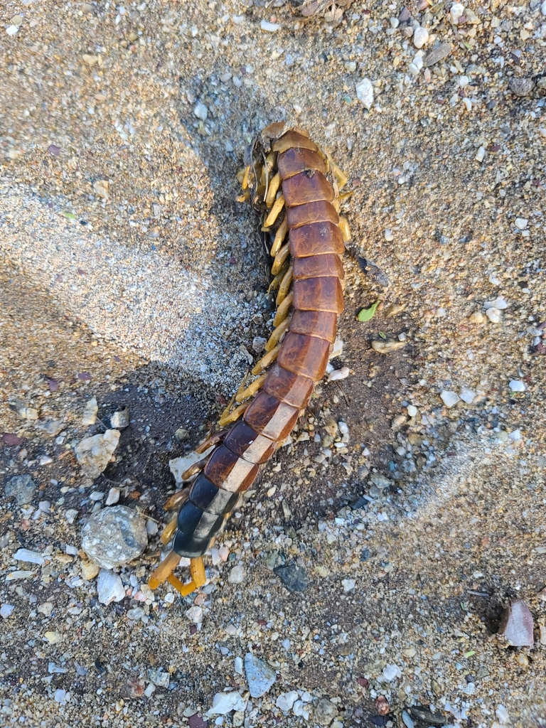 Giant Desert Centipede from Saguaro National Park East on October 16 ...