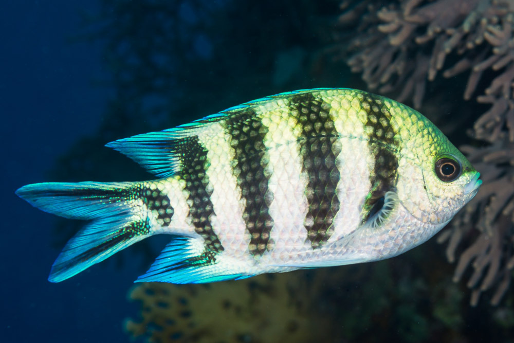 Scissortail Sergeant (Animals of Sainte Anne National Marine Park ...