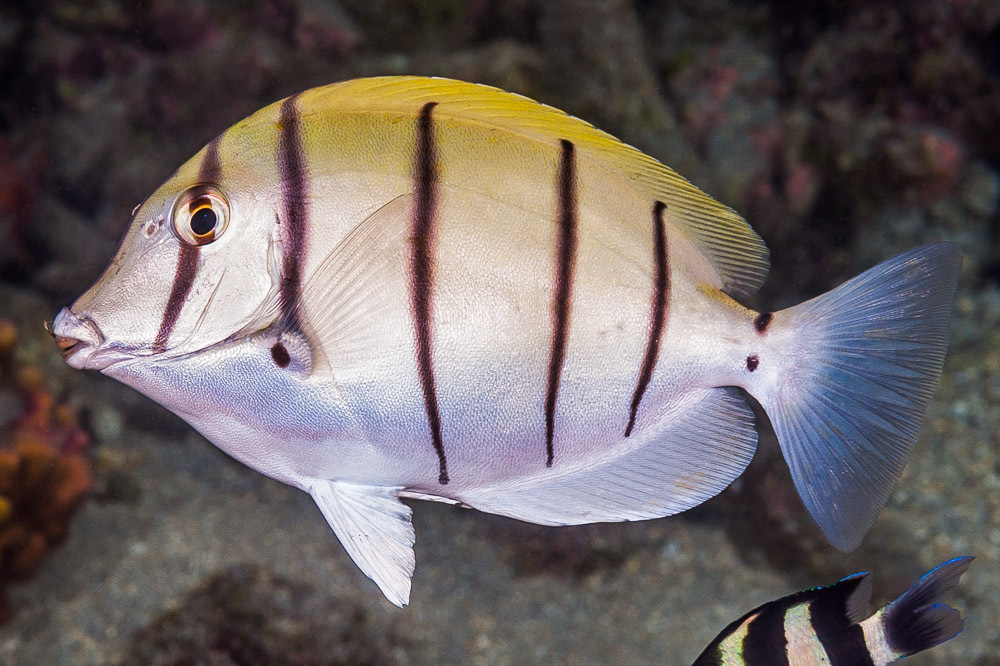 Convict Surgeonfish (Acanthurus triostegus) - Marine Life Identification