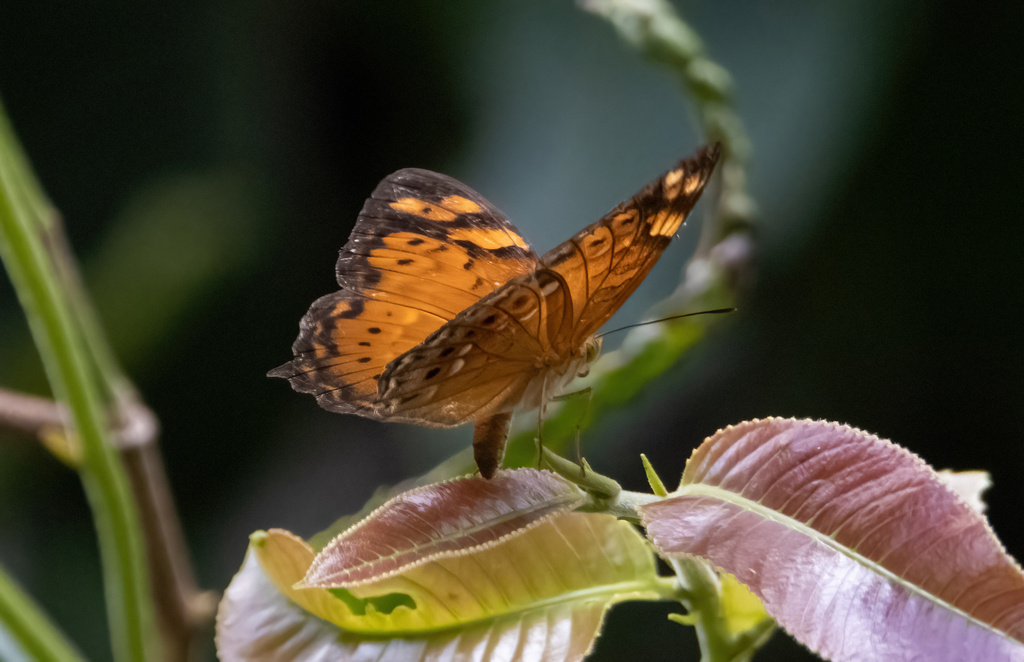 Tailed Rustic from West Halmahera Regency, North Maluku, Indonesia on ...
