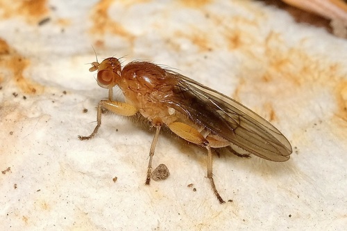 Suillia convergens · iNaturalist United Kingdom