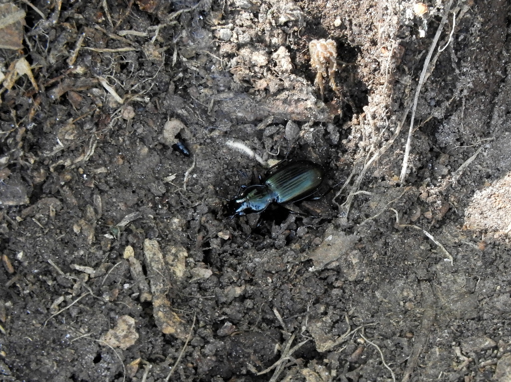 Ground Beetles from Doctor Manuel Belgrano Department, Jujuy, Argentina ...
