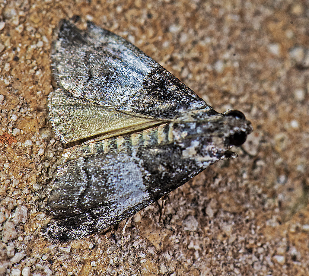 Maple Webworm Moth from Canyon Lake, TX, USA on October 16, 2022 at 09: ...