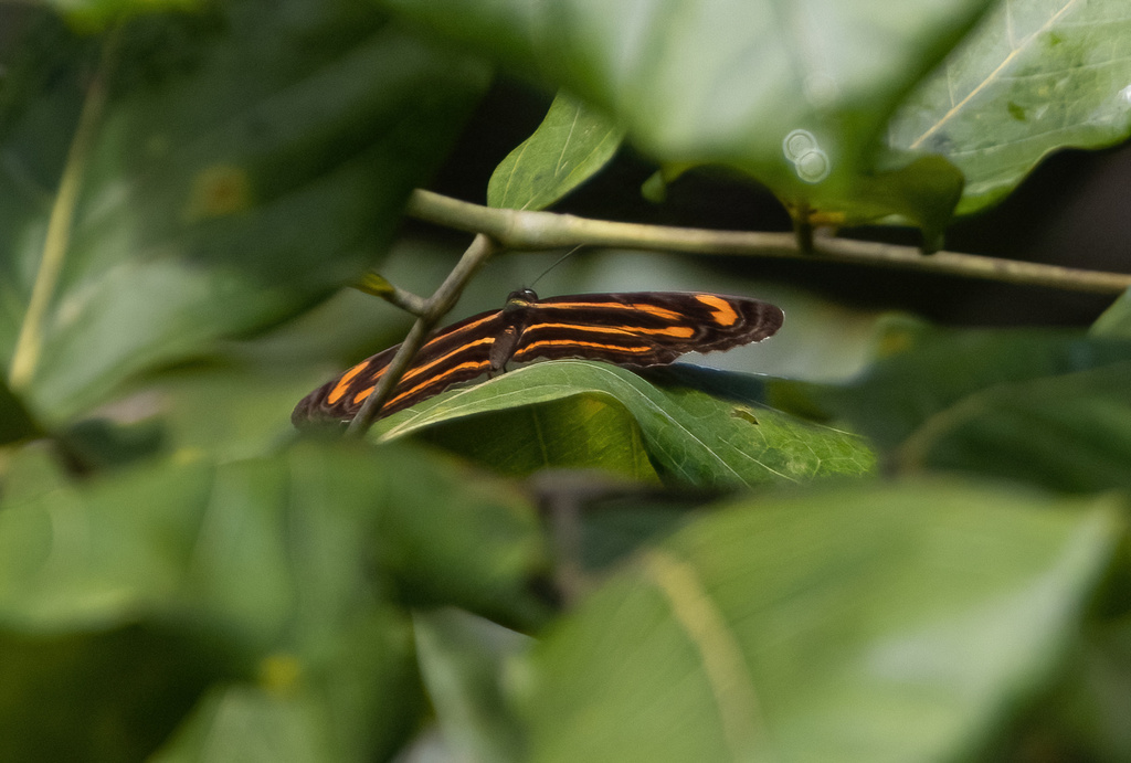 Pantoporia mysia from West Halmahera Regency, North Maluku, Indonesia ...