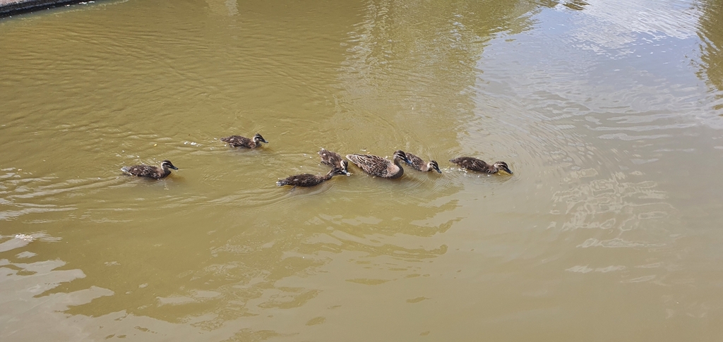 Pacific Black Duck from Launceston St opp Canberra College, Phillip ACT ...