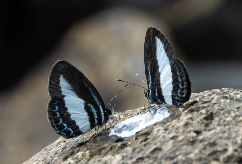 Psychonotis eudocia from West Halmahera Regency, North Maluku ...