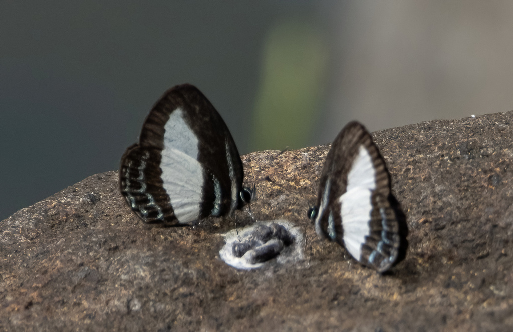 Psychonotis eudocia from West Halmahera Regency, North Maluku ...