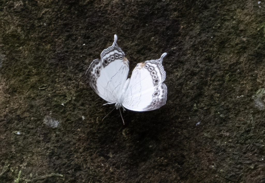 Cyrestis paulinus from West Halmahera Regency, North Maluku, Indonesia ...