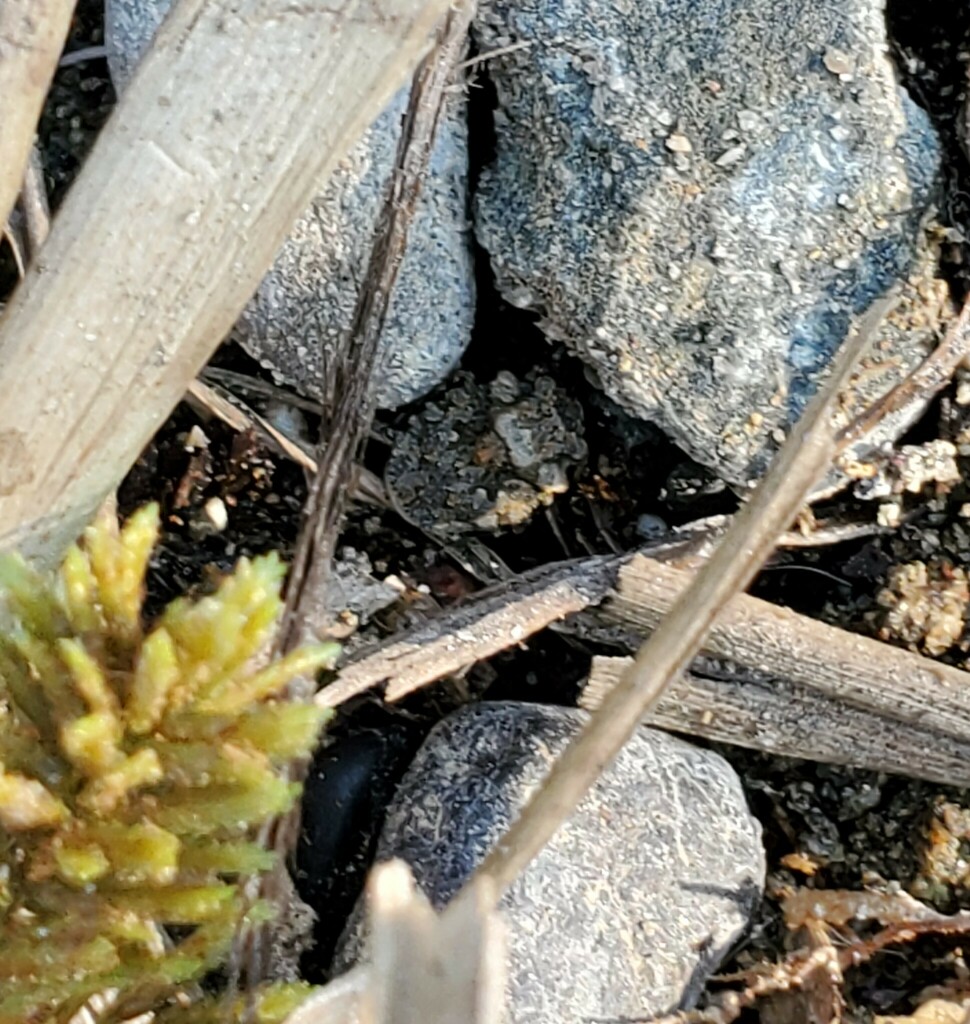 Big-eyed Toad Bug from Cascade, Anderson, CA, USA on October 12, 2022 ...