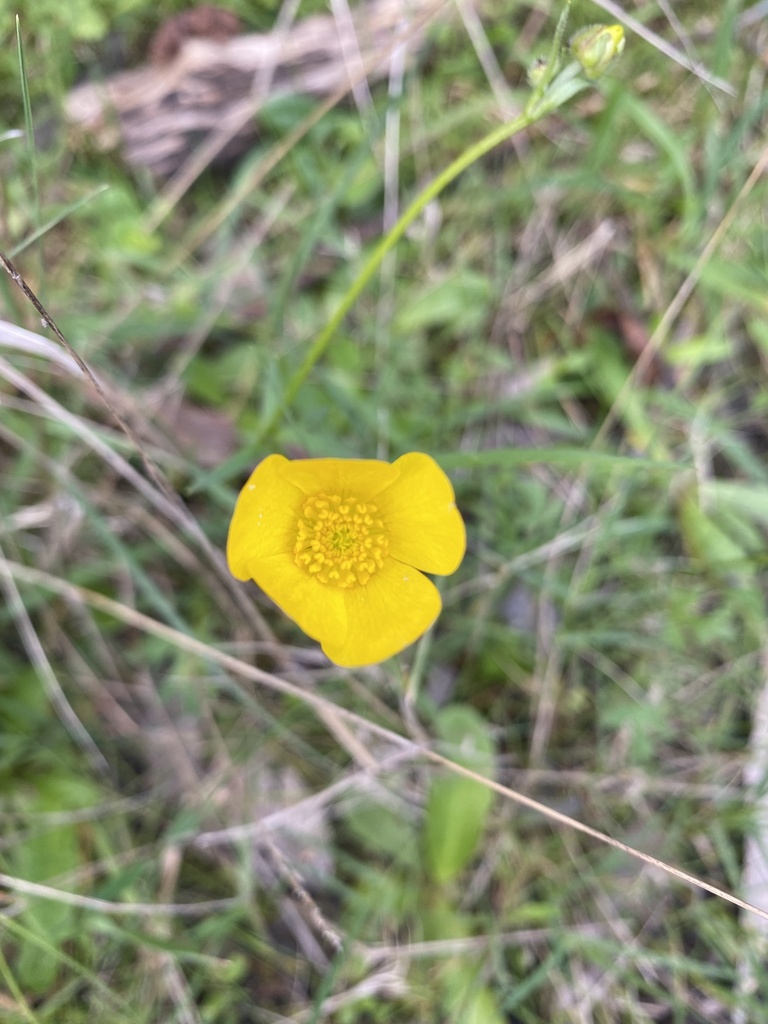 Australian Buttercup from Dandenong Ranges National Park, Tremont, VIC ...