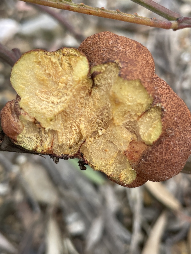 wattle gall rusts from Princes Highway, Eden, NSW, AU on October 18 ...