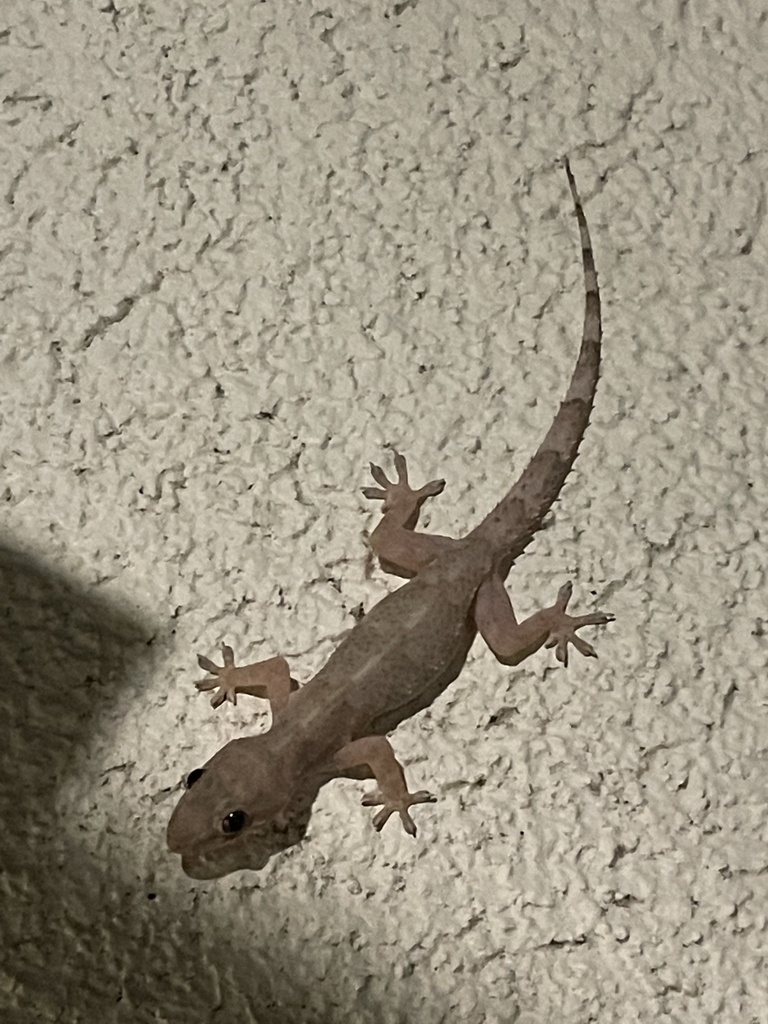 Tropical House Gecko from University of South Florida, Tampa, FL, US on ...