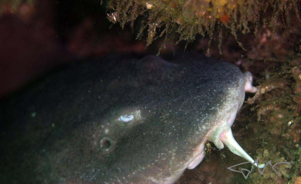 Blind Shark from Fly Point Dive on October 16, 2022 at 02:59 PM by Tony ...