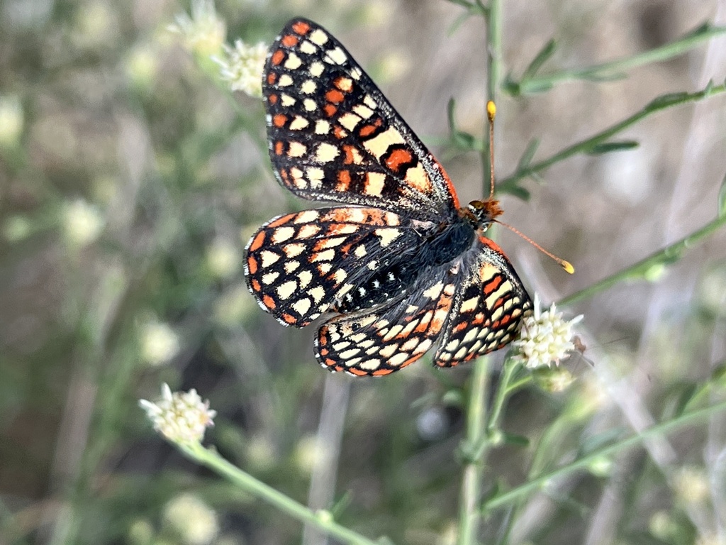 Variable Checkerspot from Santa Rosa and San Jacinto Mountains National ...
