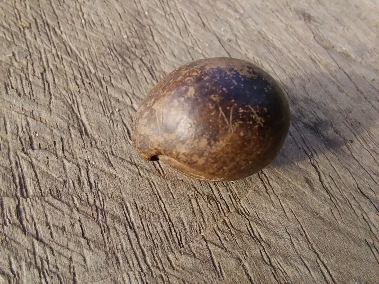 Sideroxylon capiri (A.DC.) Pittier