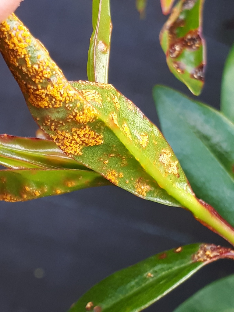 Myrtle Rust from Glenbrook, New Zealand on October 18, 2022 at 09:51 AM ...