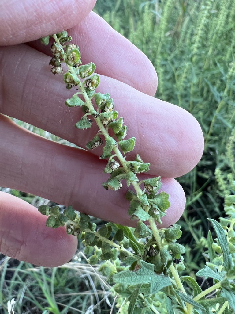 western ragweed from Kirby Lake, Abilene, TX, US on October 17, 2022 at ...