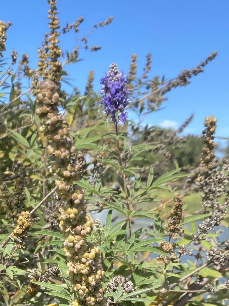 Lilac chaste tree from Roselawn Memorial Park, Denton, TX, US on ...