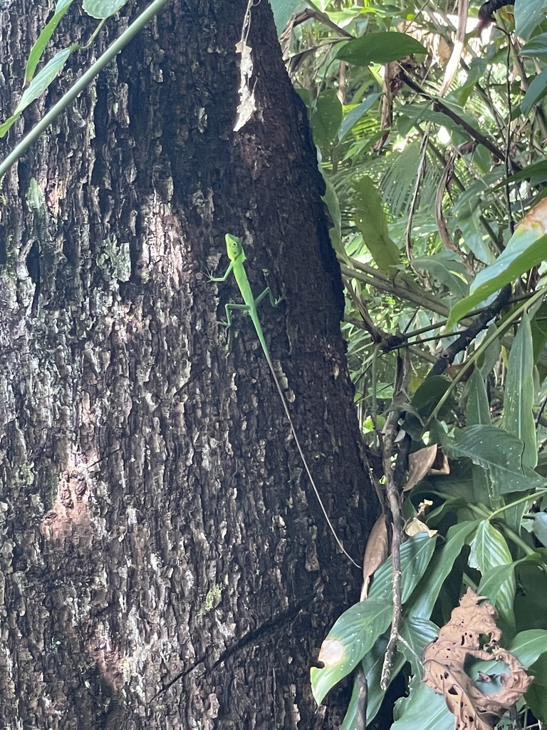 Green Crested Lizard from Buru Island, Kabupaten Buru, Maluku, ID on ...