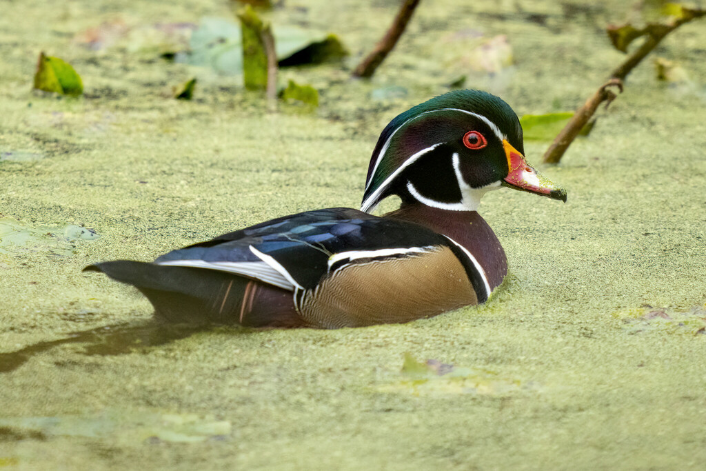Wood Duck from Cuyahoga Valley National Park, Summit, Ohio, United ...