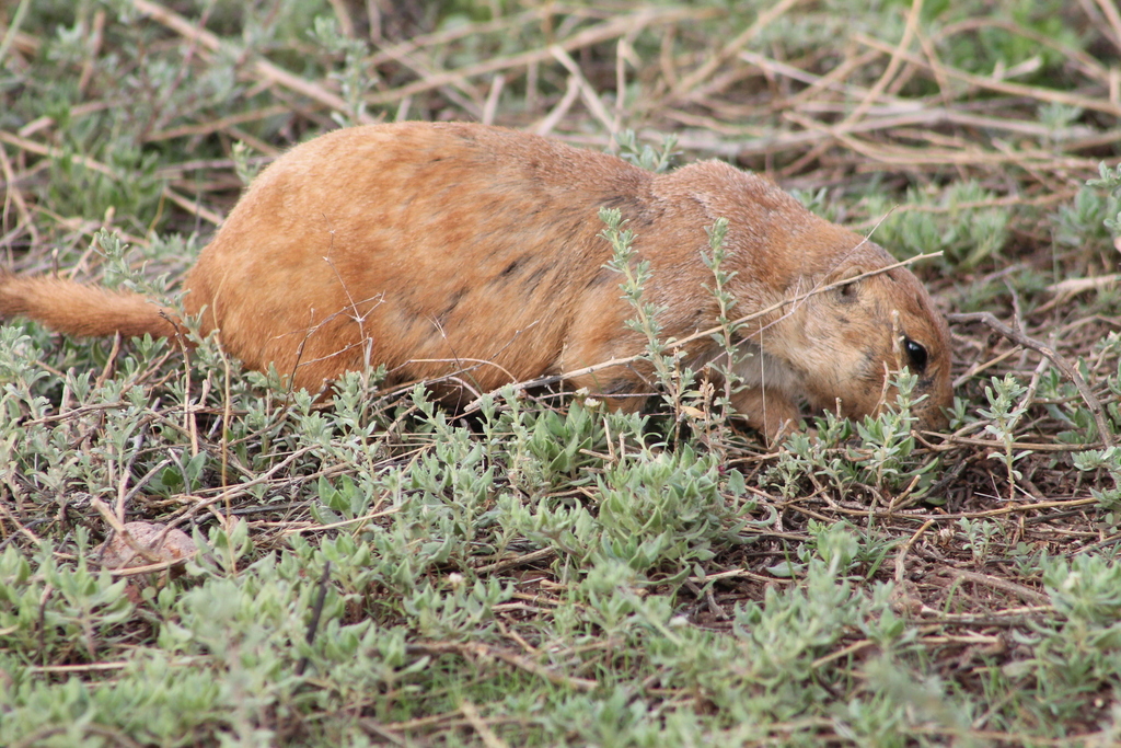 Black-tailed Prairie Dog from Janos, Chih., México on June 29, 2022 at ...