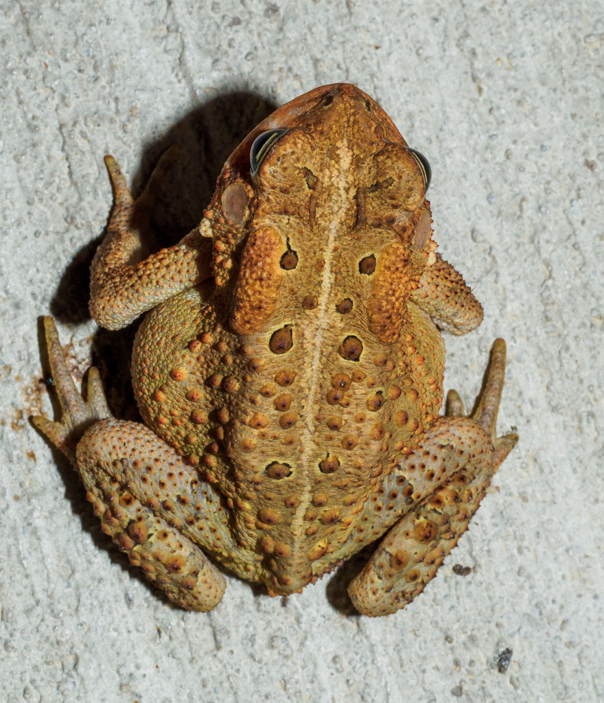 Eastern American Toad from Coshocton, Ohio, United States on September ...