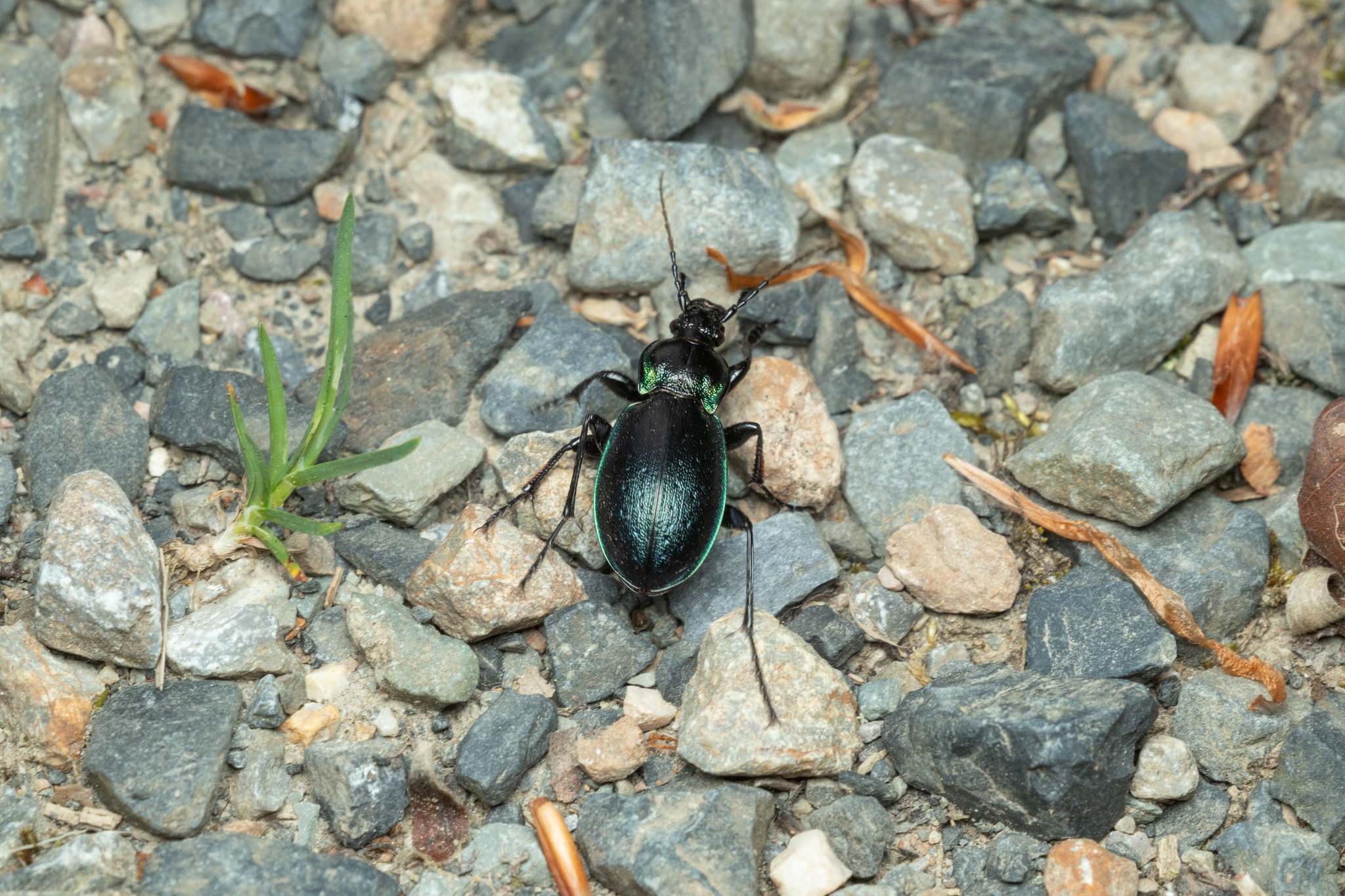 Carabus nemoralis prasinotinctus Heyden, 1880