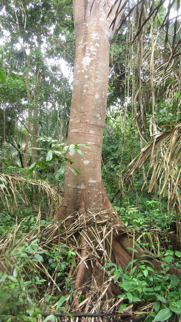 Shortleaf Fig from Arraiján, PA-PO, PA on October 16, 2022 by Richard ...