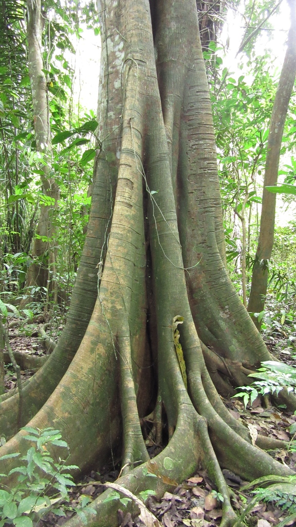 Ficus obtusifolia from Soberania, PA-CL-CL, PA-CL, PA on October 15 ...