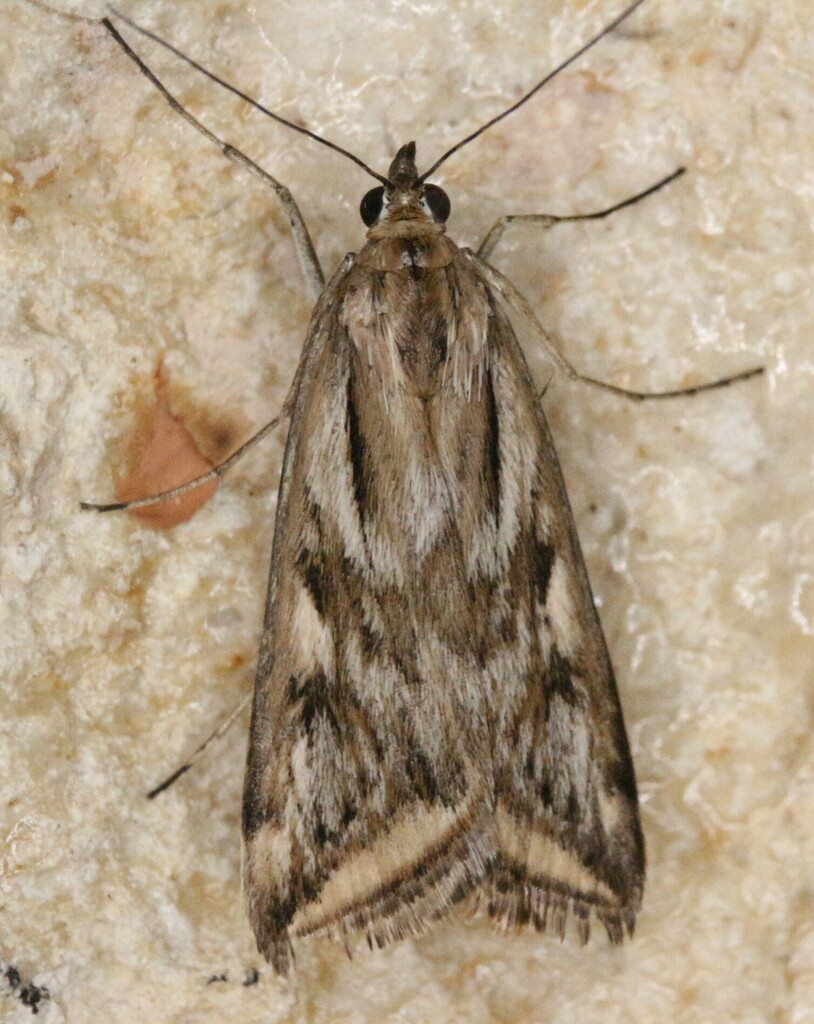 Alfalfa Webworm Moth from Crosby County, TX, USA on October 13, 2022 at ...