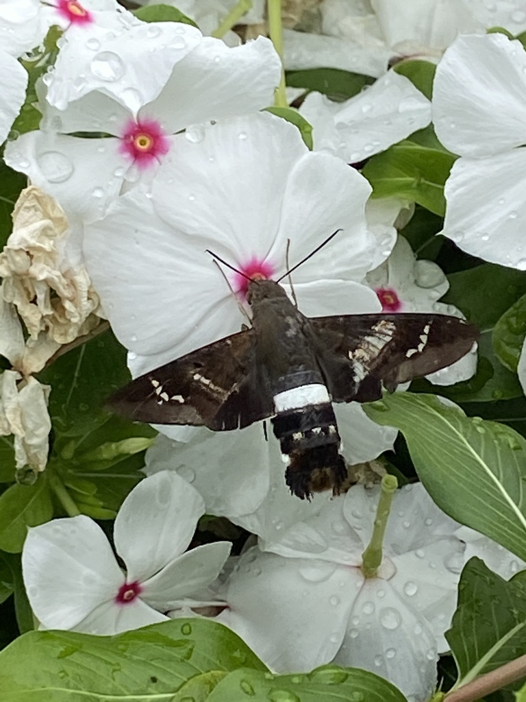 Titan Sphinx from Texas State University, San Marcos, TX, US on October ...