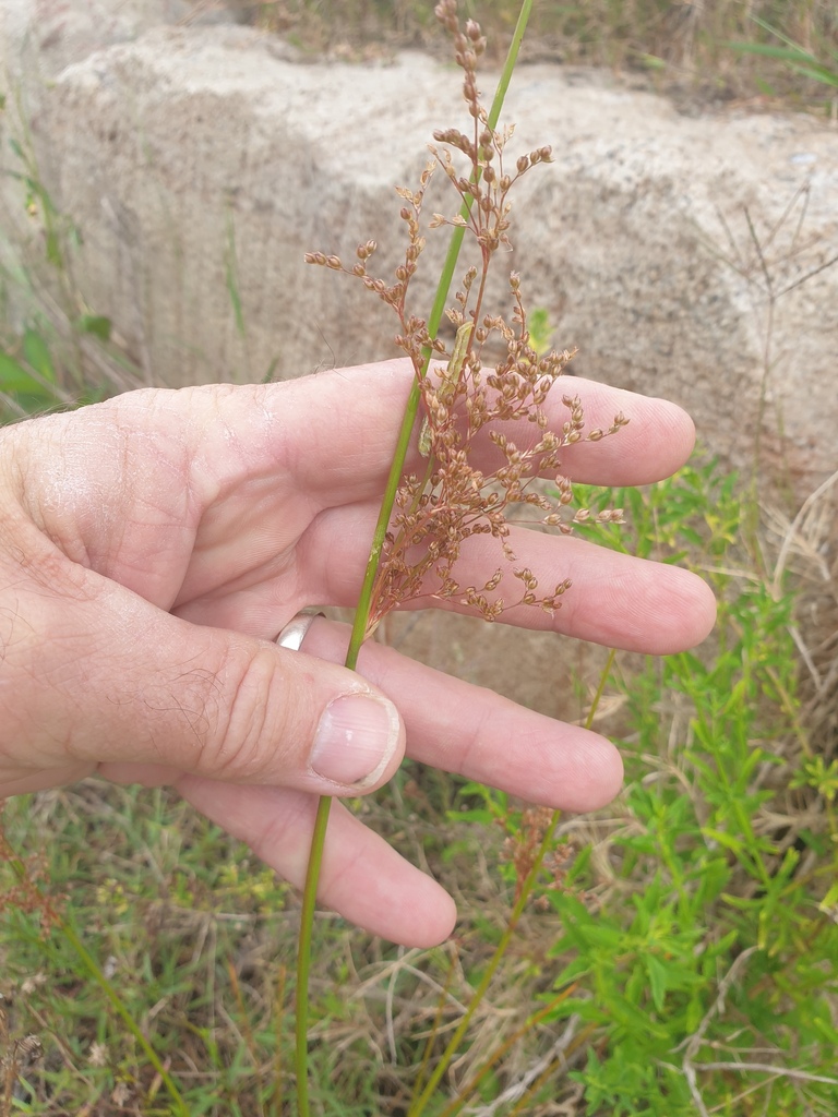 Juncus continuus in October 2022 by PeterCopping · iNaturalist