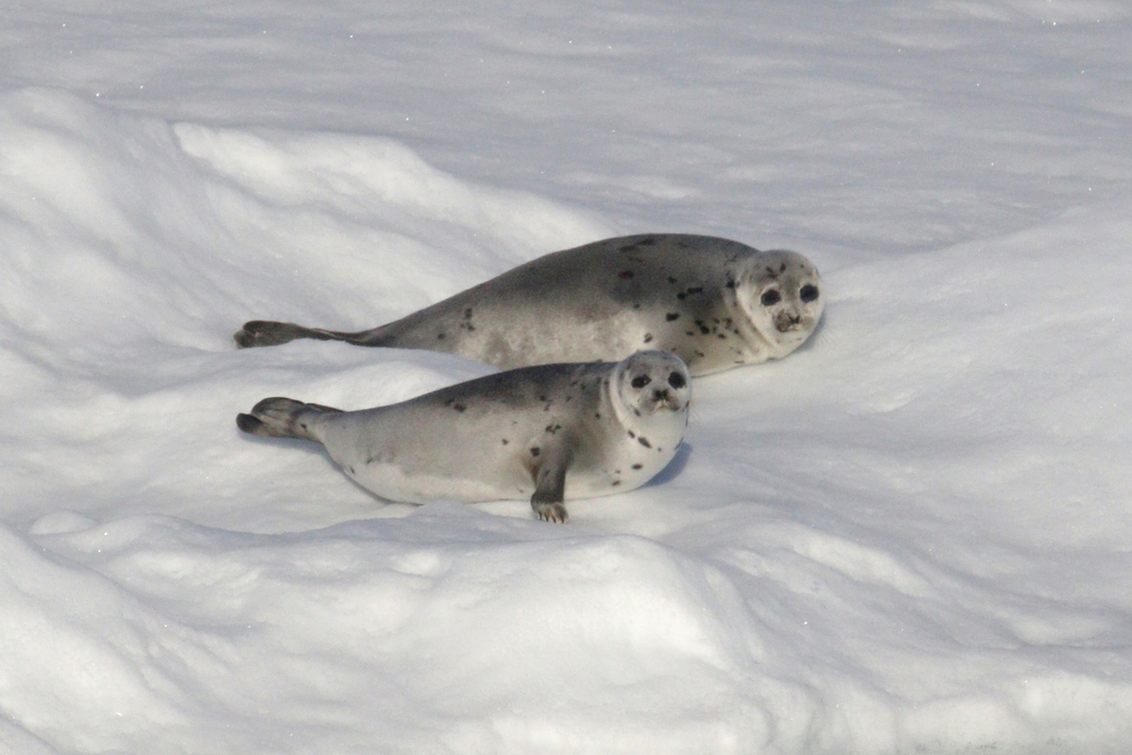 Harp Seal (Pagophilus groenlandicus) - Know Your Mammals