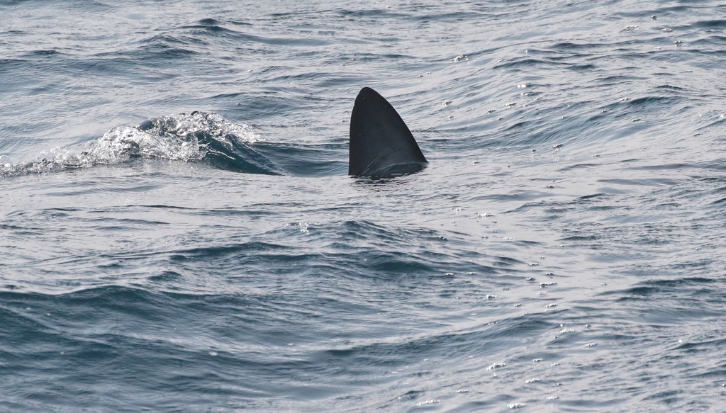 Salmon Shark on August 25, 2018 at 03:38 PM by James Bailey · iNaturalist