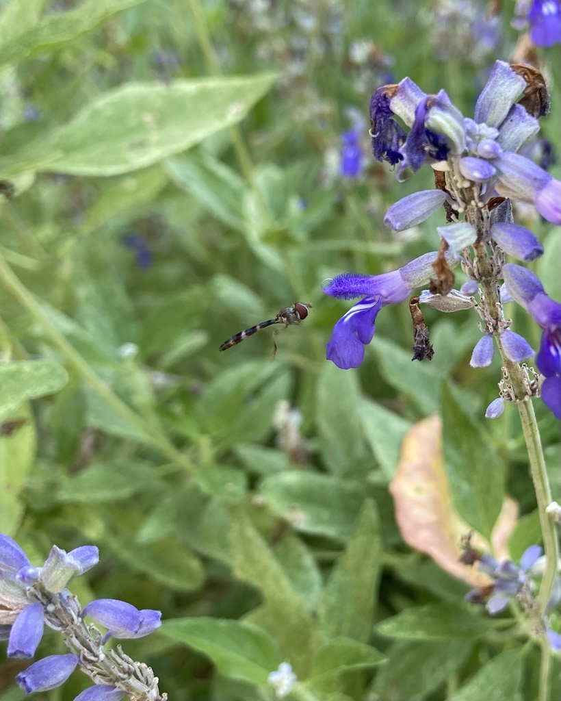 Eastern Band-winged Hover Fly in October 2022 by Anne Adams · iNaturalist