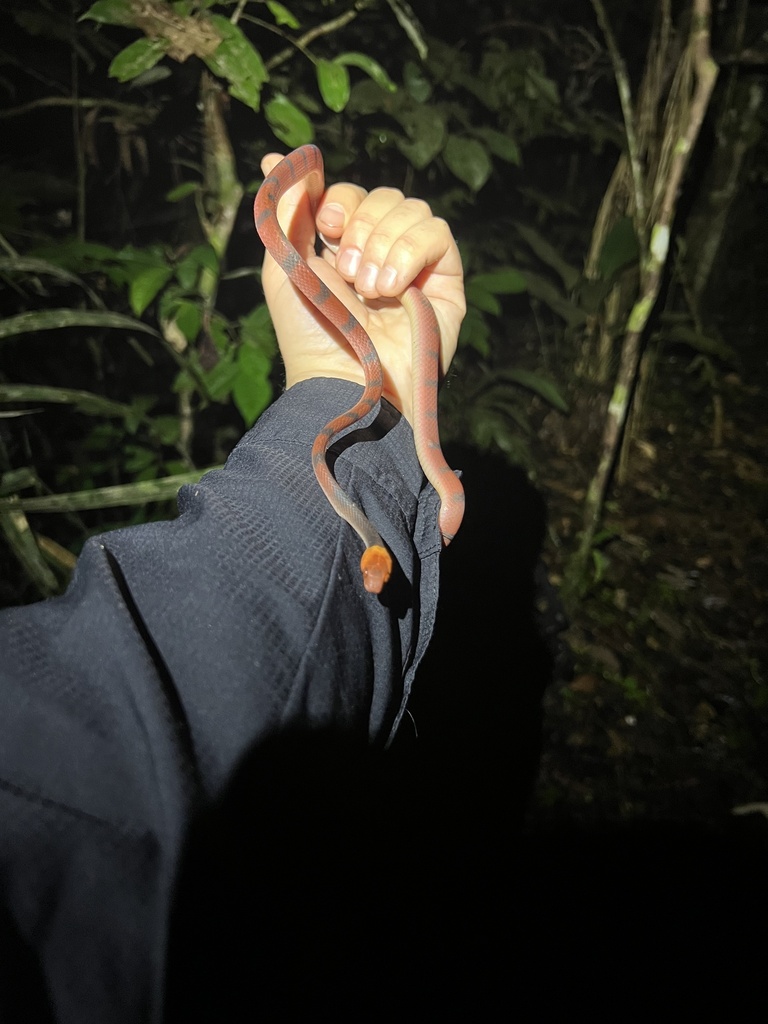 Tropical Flat Snake in February 2022 by Jeremy P. · iNaturalist