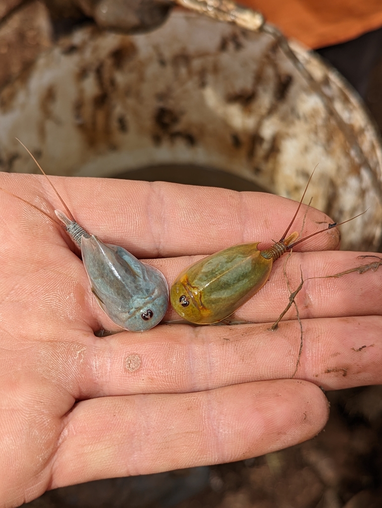 shield shrimp from Wingara Ave/Woorite Pl, Keilor East VIC 3033 ...