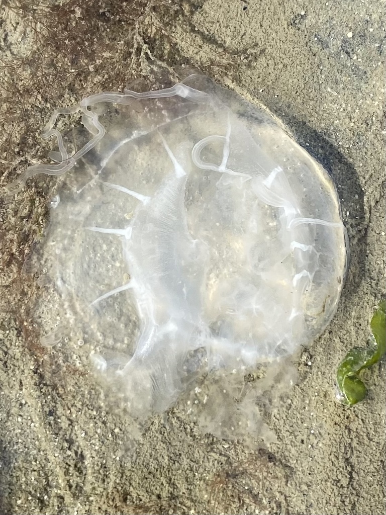 Bay Nettle from Breakwater Harbor, Lewes, DE, US on August 14, 2022 at ...
