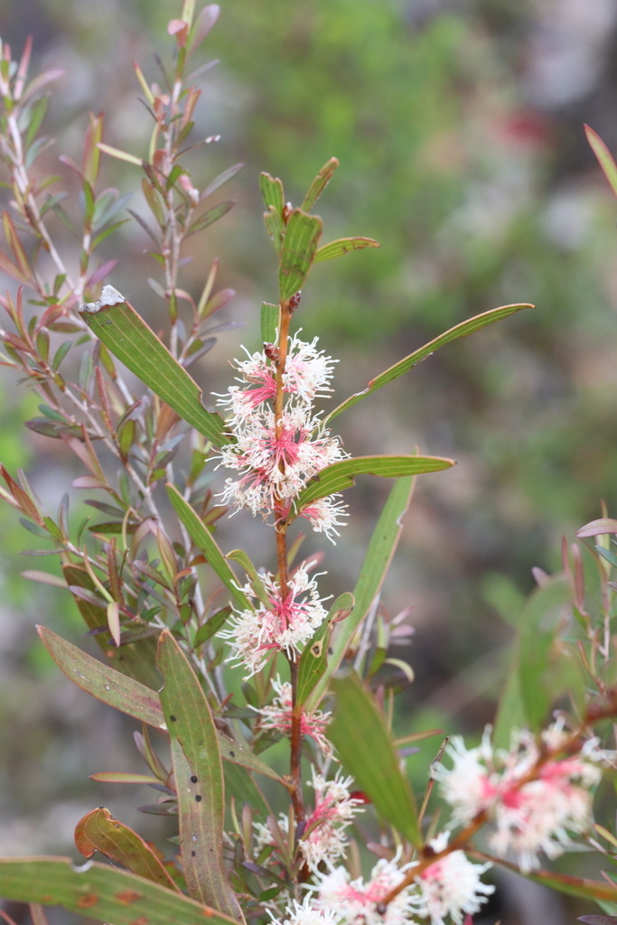 Pincushion trees from Sydney NSW, Australia on October 13, 2022 at 10: ...