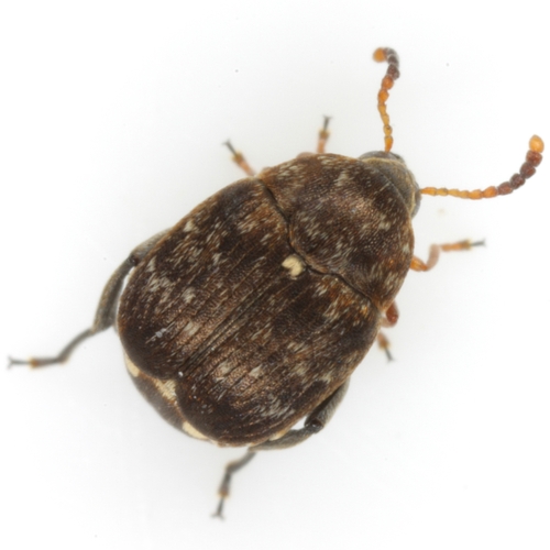 Stator subaeneus · iNaturalist