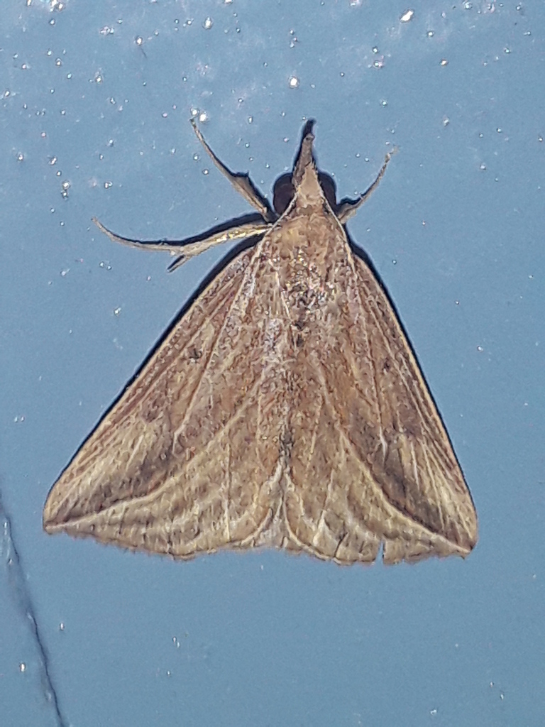 Butterflies and Moths from Kausani, District Almora, Uttarakhand 263639 ...