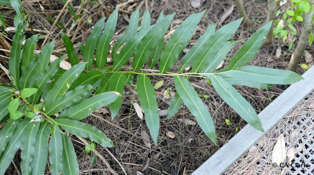 Mangrove Fern (Acrostichum speciosum) - Botanical Realm