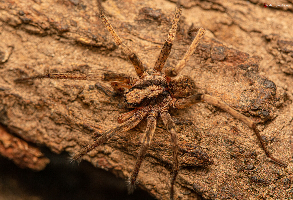 Griswoldia from Seven Passes Rd, Hoekwil, Wilderness, 6538, South ...