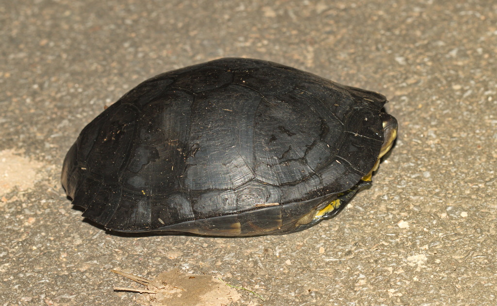 Black Marsh Turtle in October 2022 by Andrew Pierce · iNaturalist