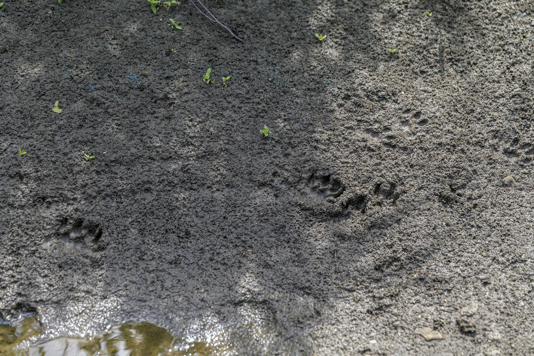 Meles leucurus (Hodgson, 1847)