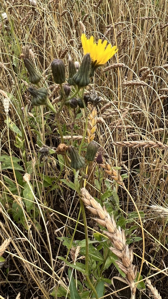 Smooth Field Sowthistle from Zalarinskiy rayon, Irkutsk, Russia on ...